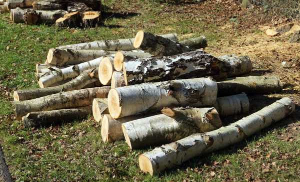 Does Silver Birch Need To Be Seasoned Before Burning?